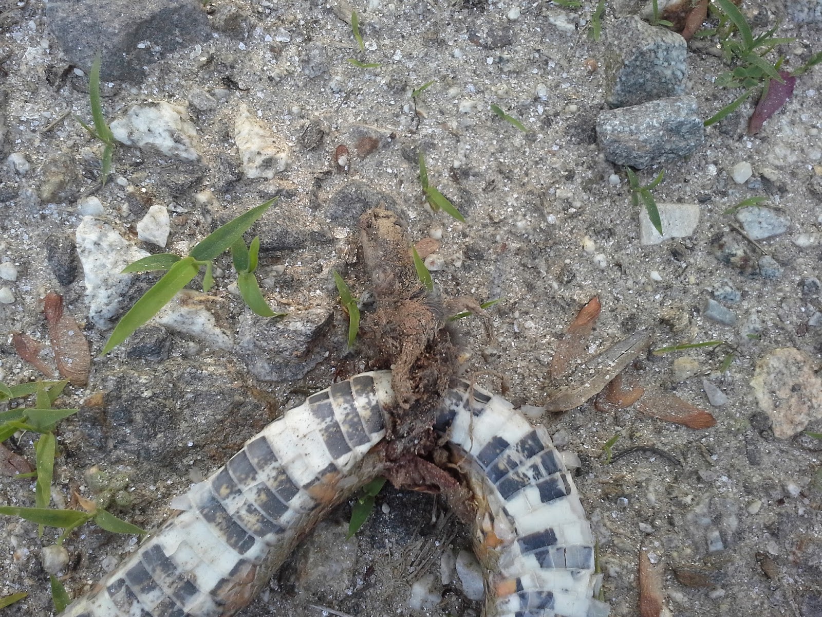 The Daily Dose of Deana: The Snake that Somebody Ran Over